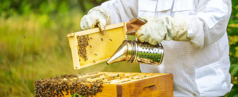 The Ultimate Guide To Apiary: Beekeeping, Hive Management, And Honey ...